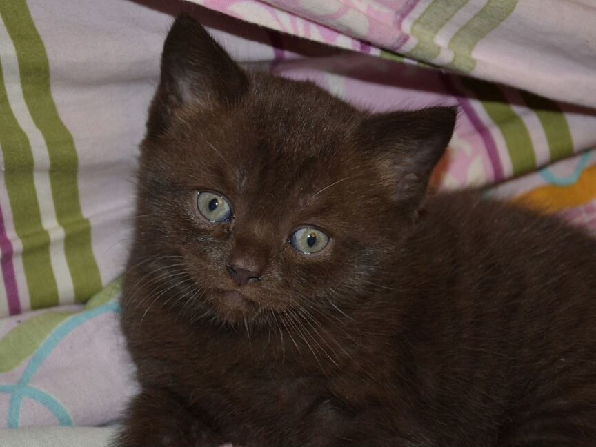 Котенок британец шоколадного цвета