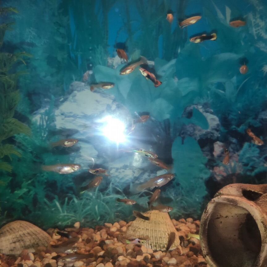 Аквариумные рыбки гуппи