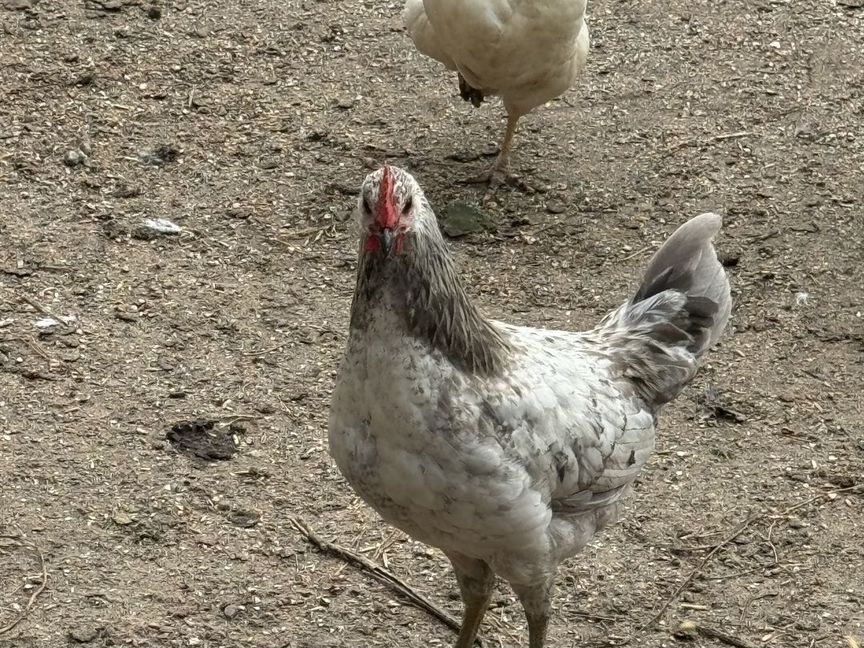 Молодые петухи