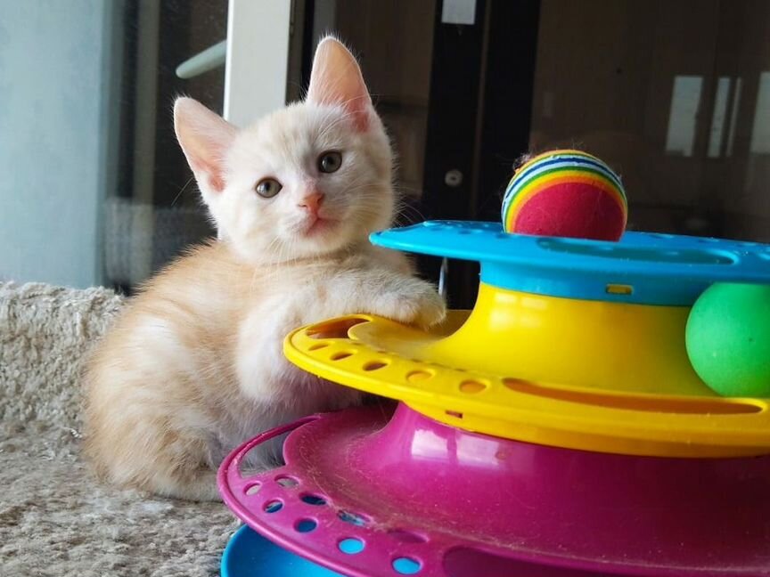 Ландыш. Котёнок. Короткошёрстный. Курильский бобте