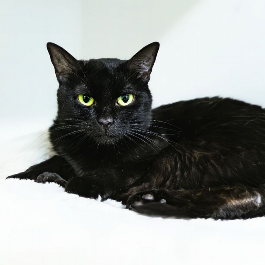 Взрослая, кошка в добрые руки