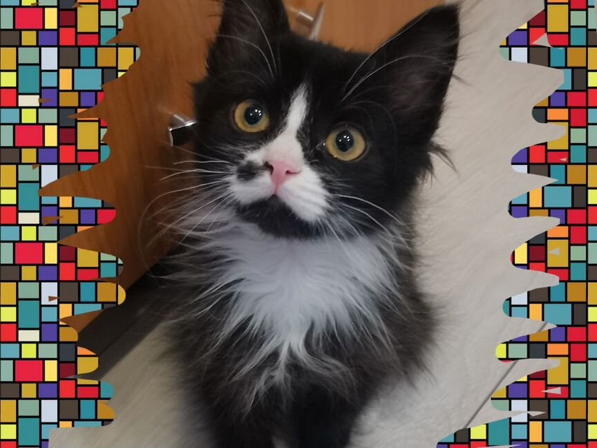 Черно белый котенок