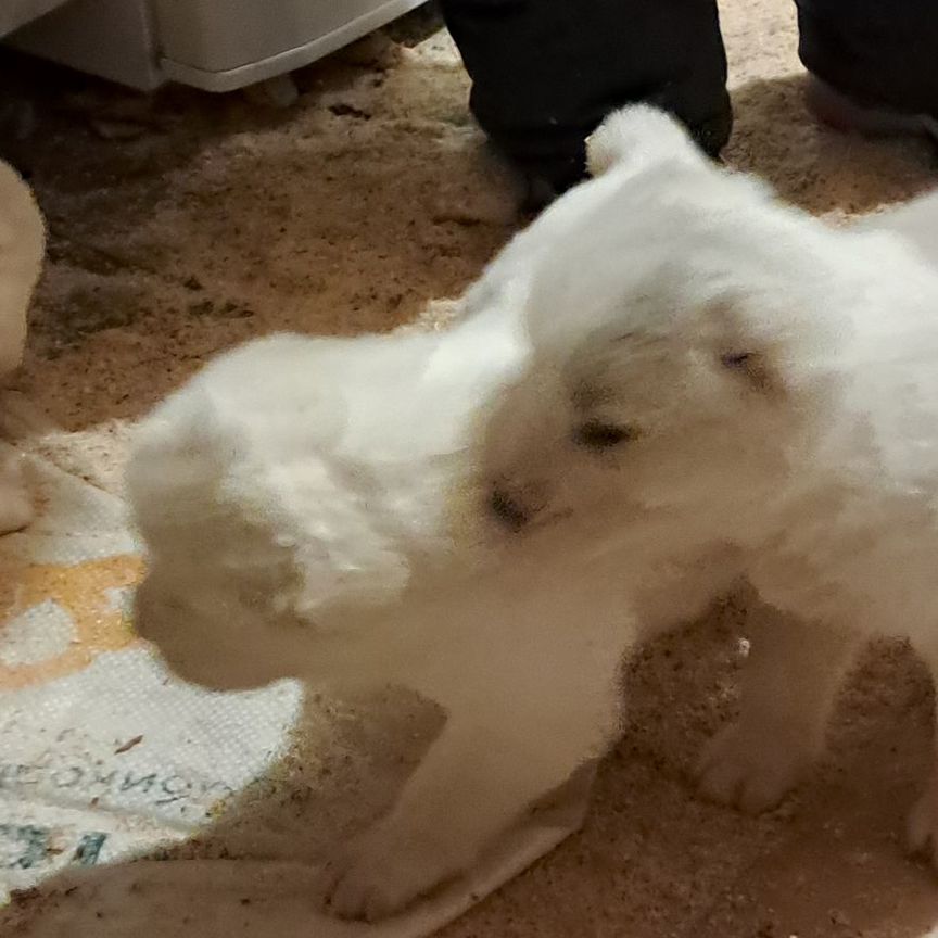 Среднеазиатская овчарка, щенок