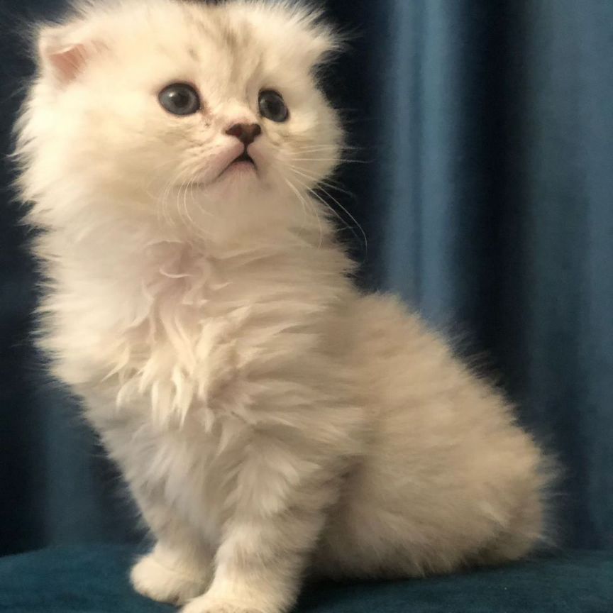 Котенок шотландская вислоухая, голубого окраса