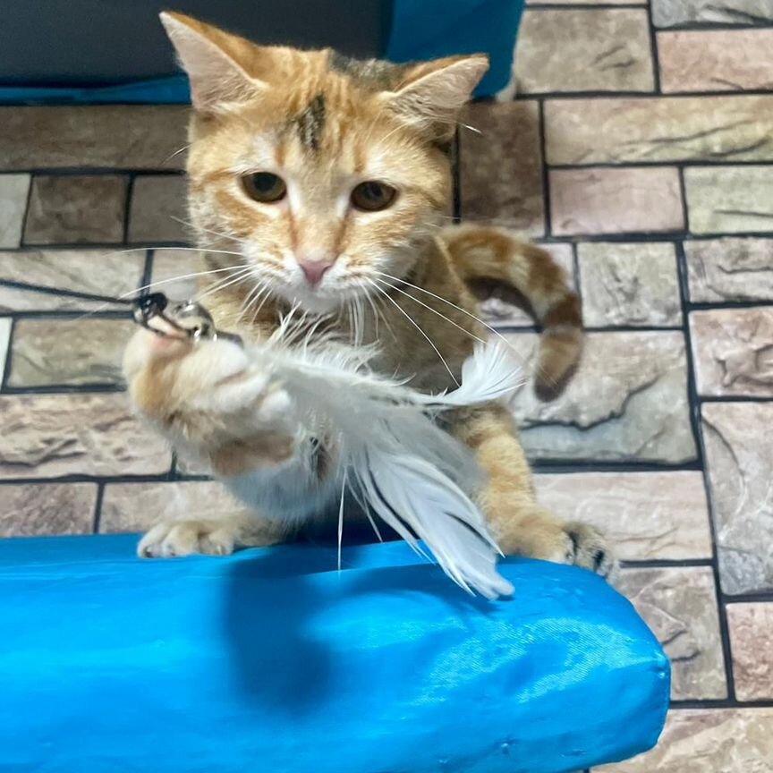 Кошка