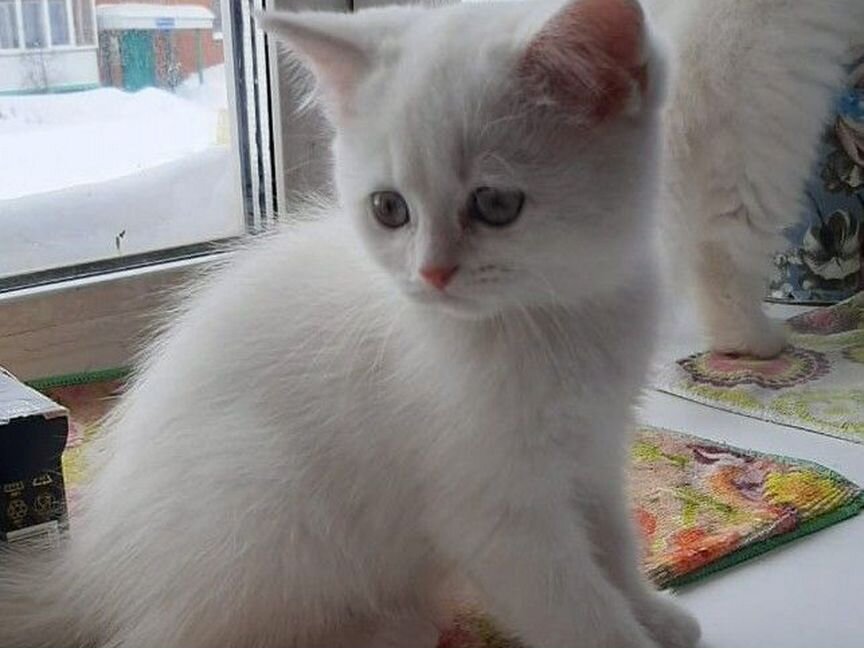 Шотландские котята