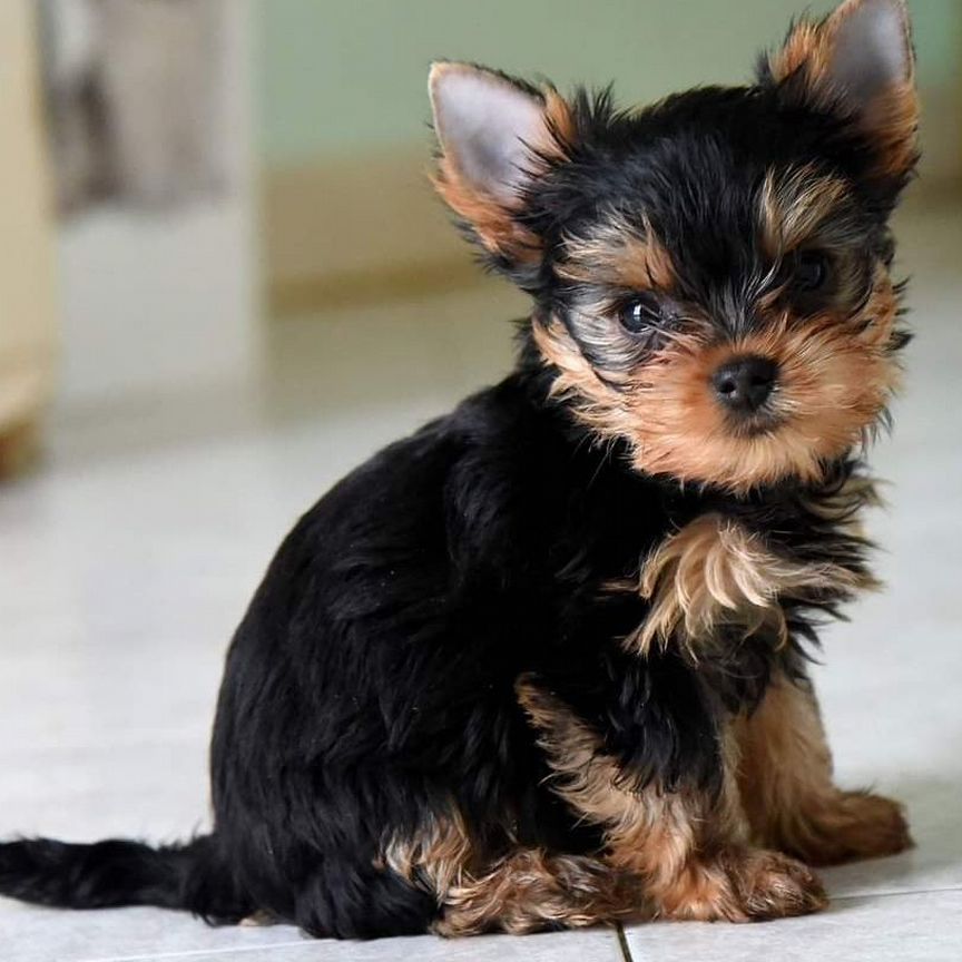 Йоркширский терьер, щенок