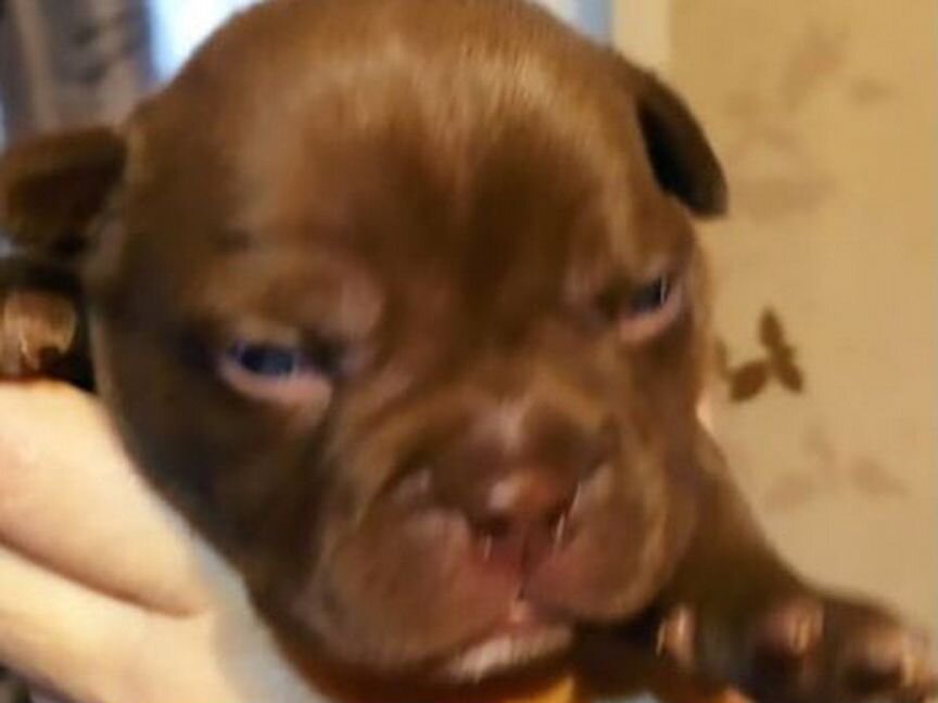 Американский булли