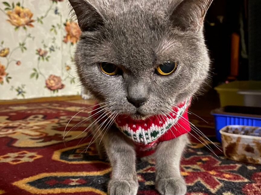 Британский котик в добрые руки