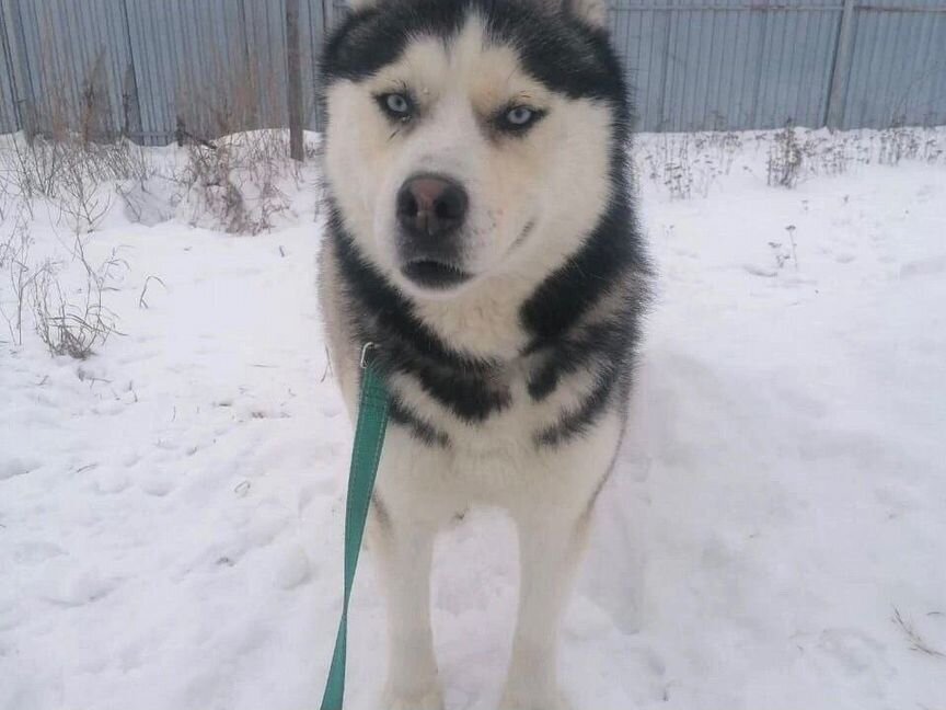 Шикарный молодой хась из приюта ищет дом