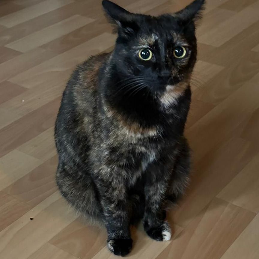 Японский бобтейл короткошёрстный, взрослая кошка