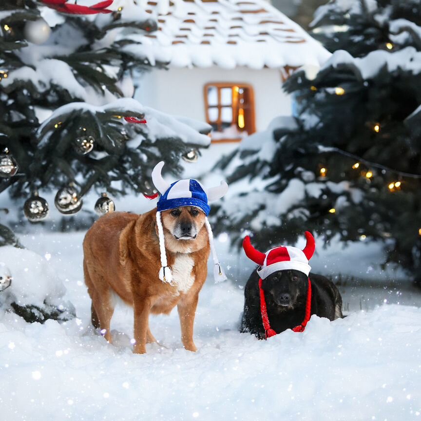 Колобки в поисках дома