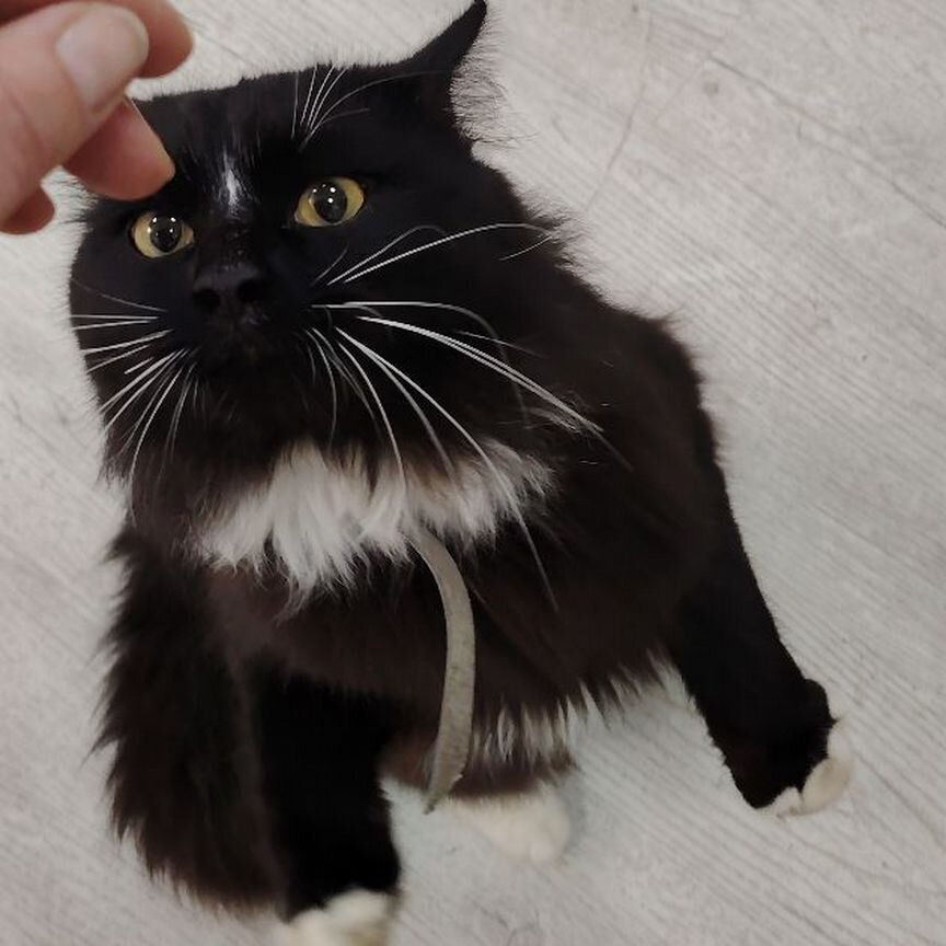 Бурмилла длинношёрстная, взрослый кот