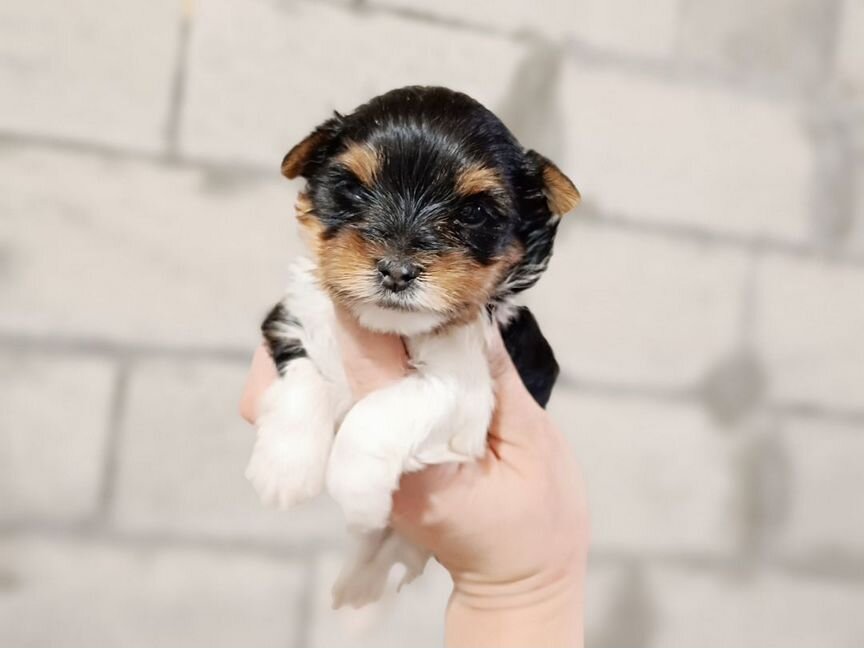 Щенки бивер йорка