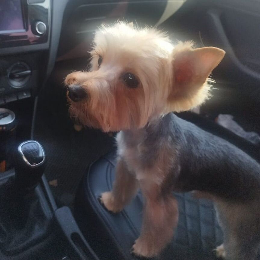 Йоркширский терьер, взрослый пёс