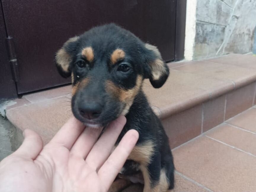 Щенок в добрые руки бесплатно