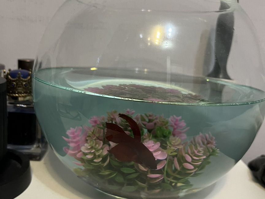 Рыбка петушок самец