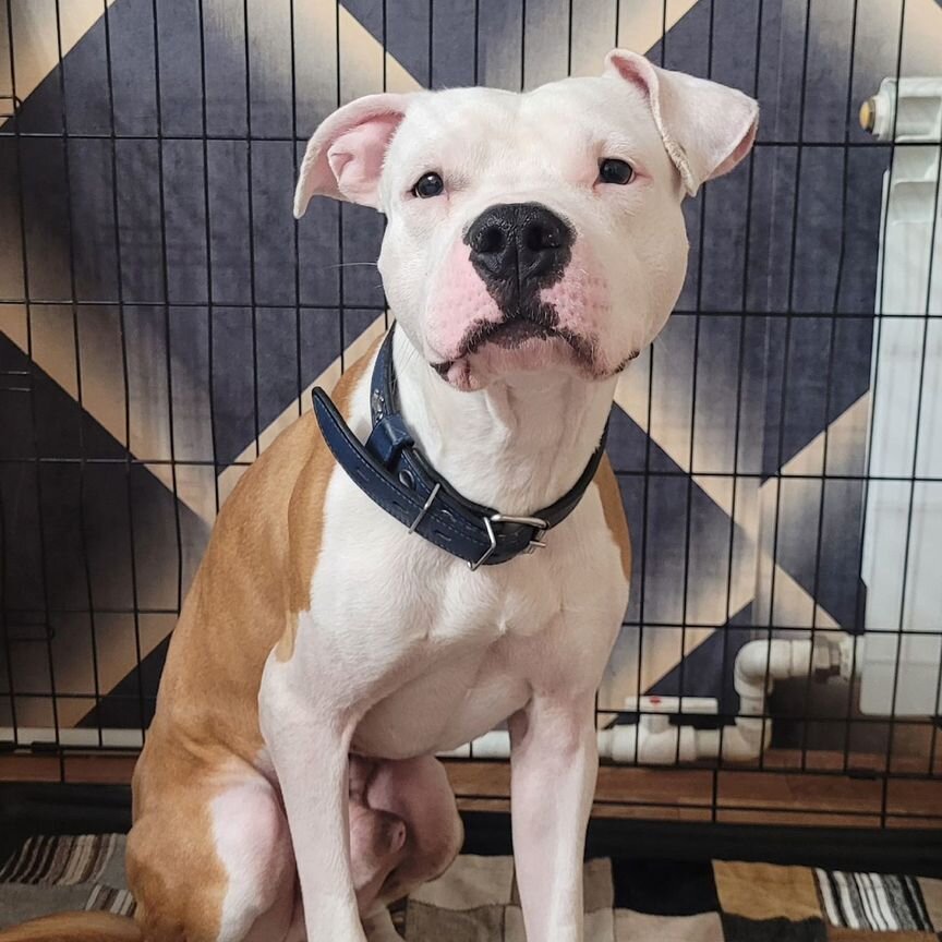 Американский стаффордширский терьер, взрослый пёс