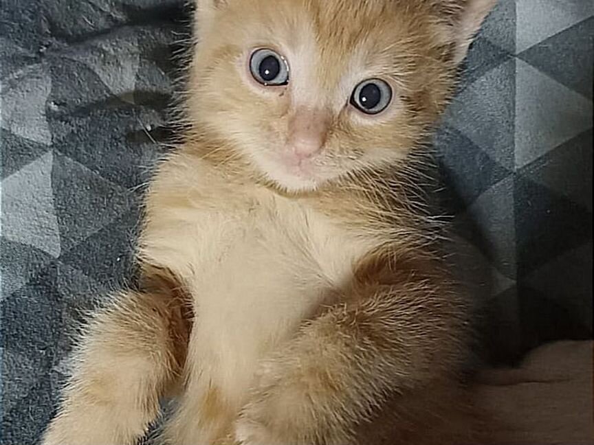 Котята