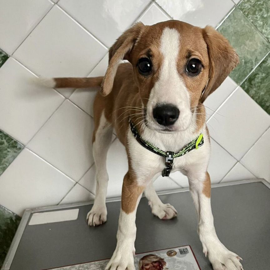 Джек рассел терьер девочка