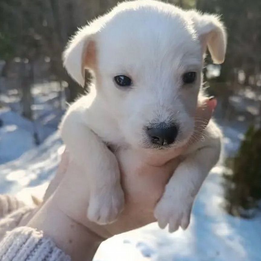 Щенок в добрые руки