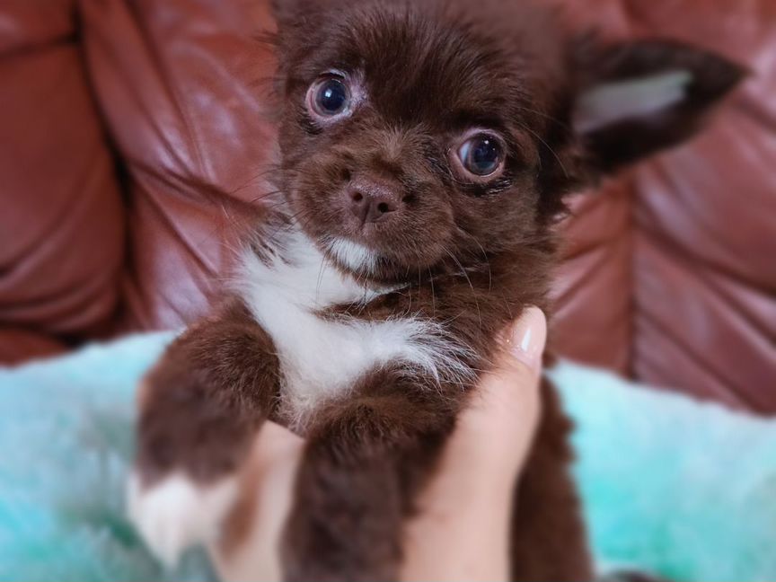 Мини шоко мальчик чихуахуа