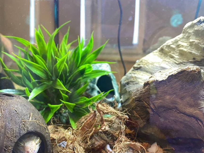 Террариум для рептилий