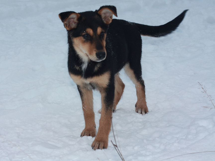 Щенок девочка собака в добрые руки