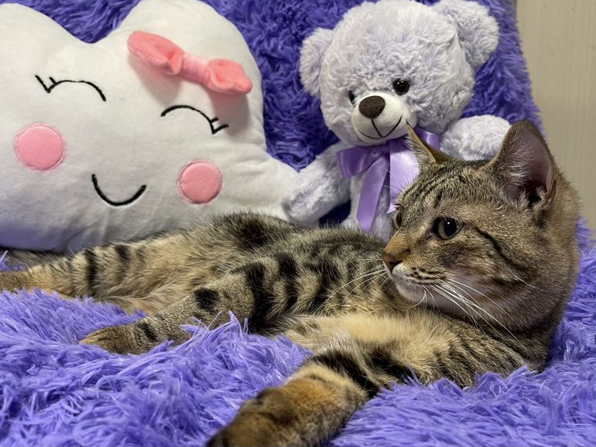 Кошка в дар бесплатно