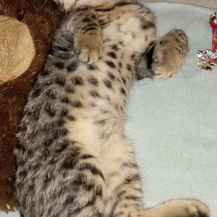 Котенок мальчик 2,5 месяца