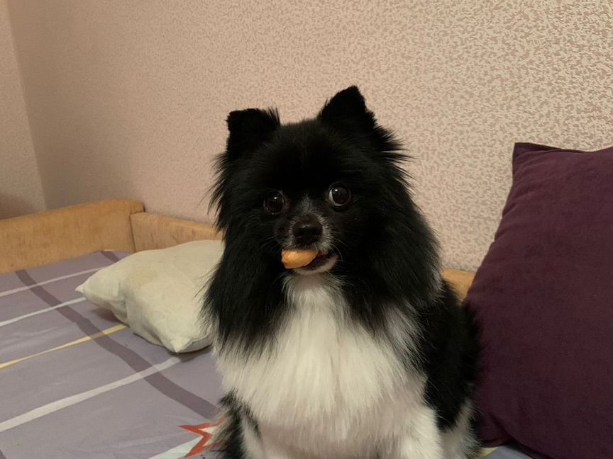 Шпиц в добрые руки