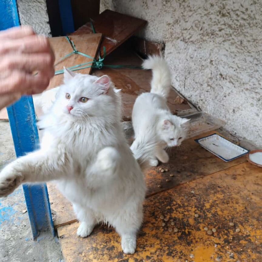 Котята в добрые руки бесплатно