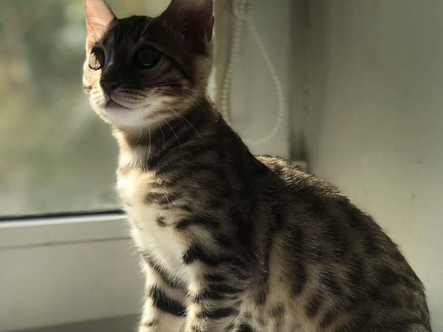 Бенгальская кошка