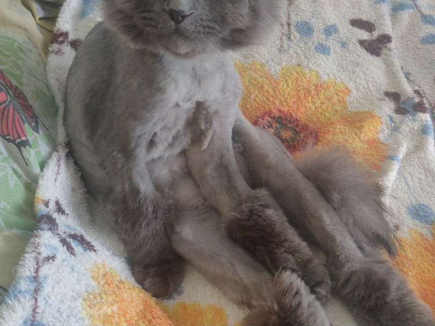 Кот