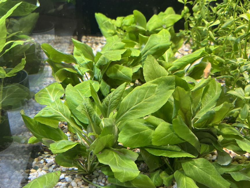 Аквариумное растение