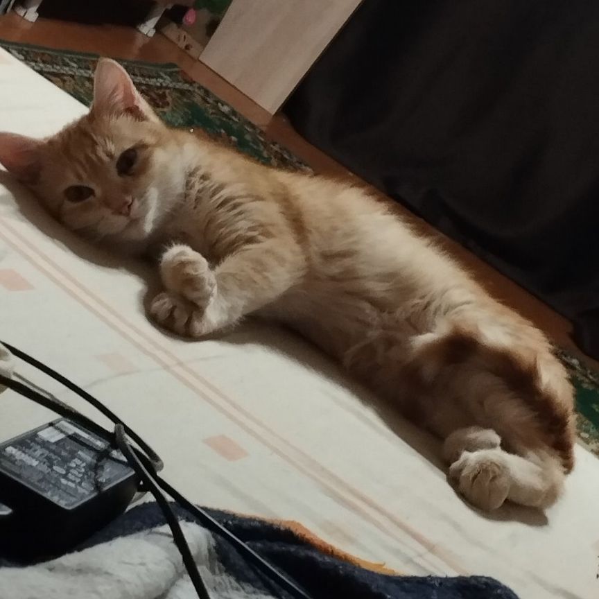 Котёнок в добрые руки