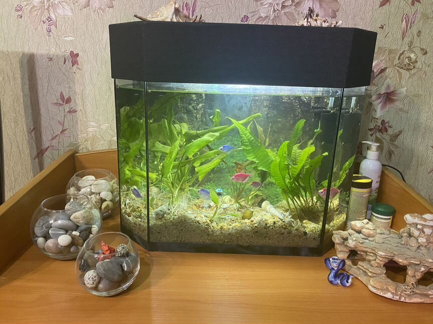 Аквариум с рыбками и живыми растениями