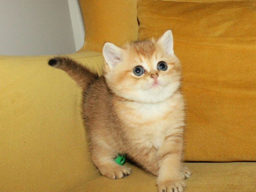 Котик - золотая шиншилла