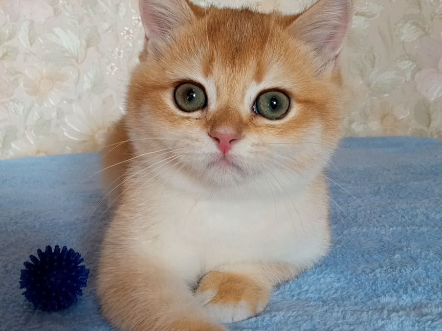 Золотой красавчик