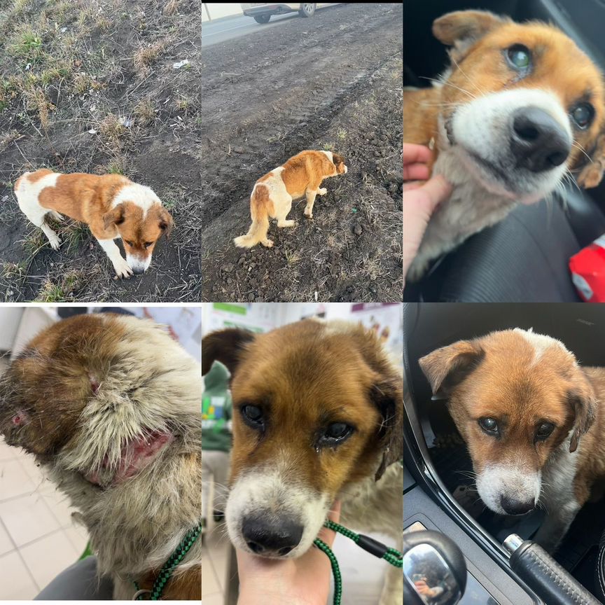 Помогите спасти собаку