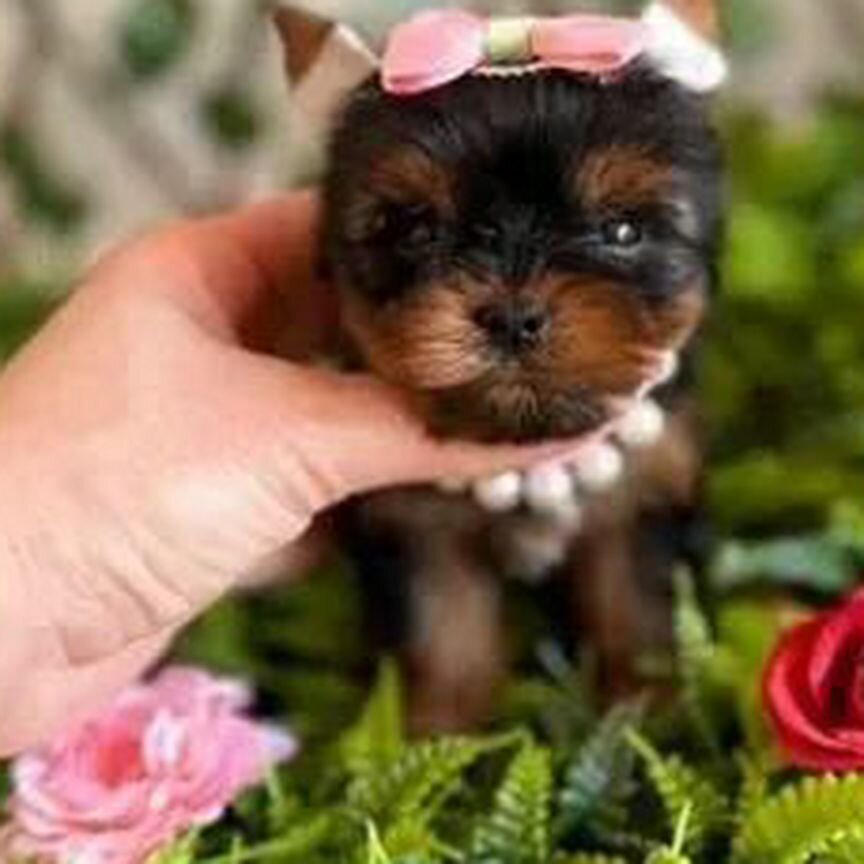 Йоркширский терьер мини щенки