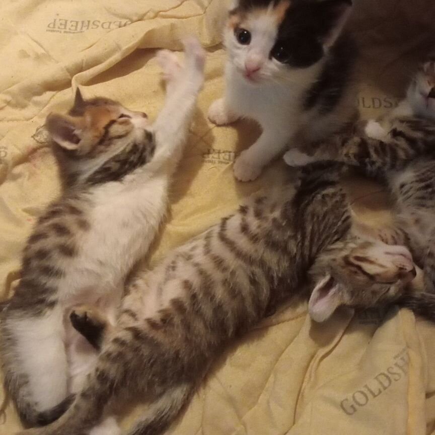 Котята
