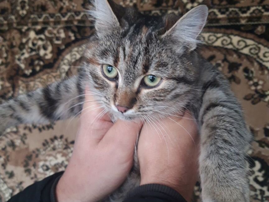 Кошки-мышеловки