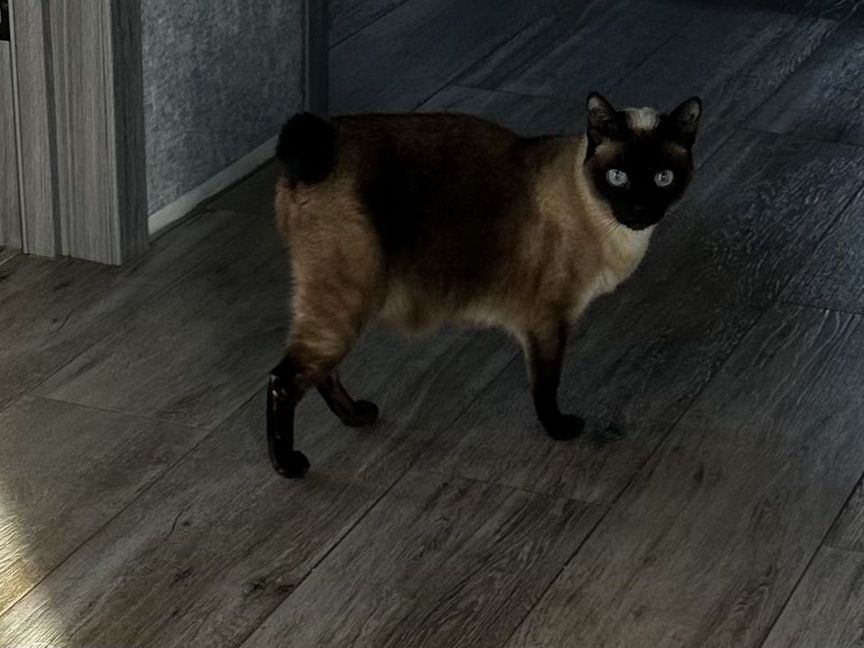 Кошка скиф той боб