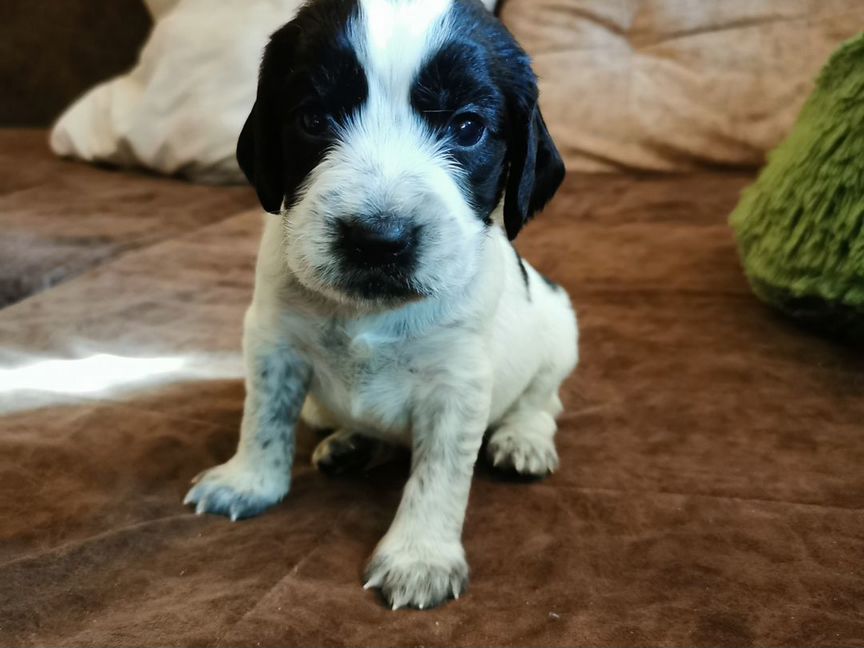 Щенки русского спаниеля от рабочих родителей