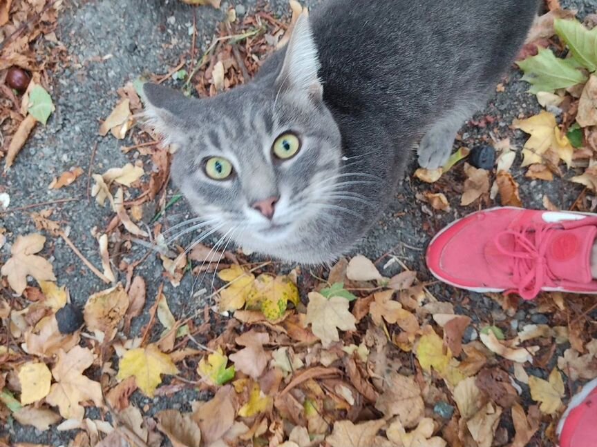 Кот в Незлобной