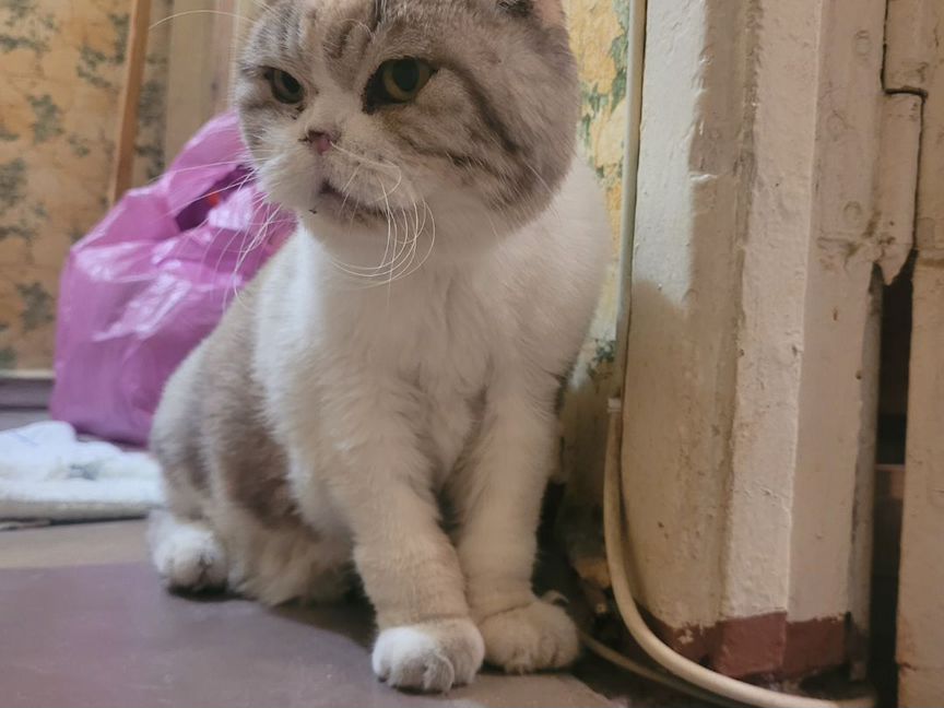 Шотландская вислоухая кошка