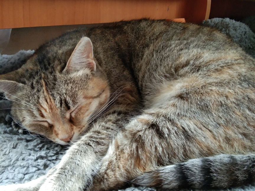 Очень ласковая кошечка в добрые руки