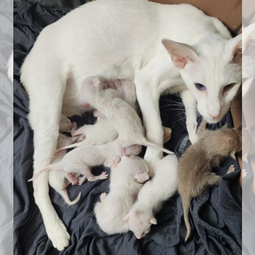 Котята орички