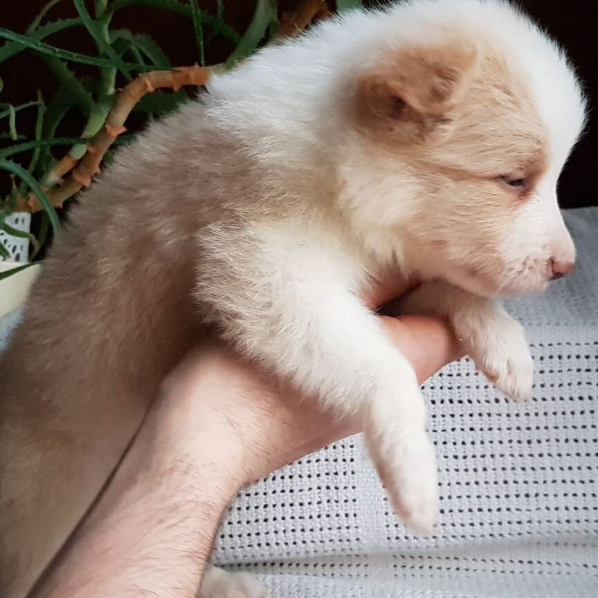 Бордер-колли, щенок